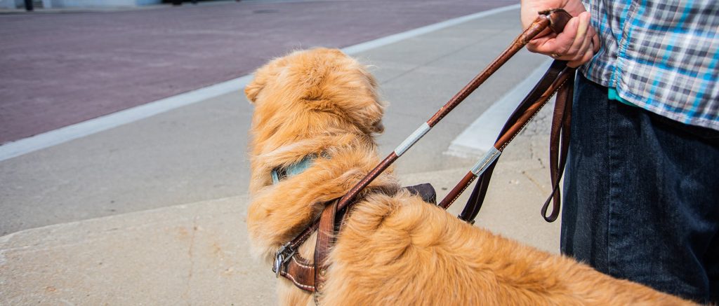 Where seeing eye dogs originated | Blog | IBVI